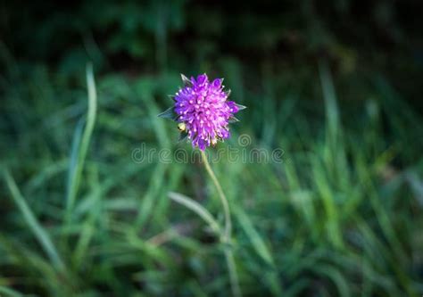 Flower Flora Plant Grass Picture Image 135310423