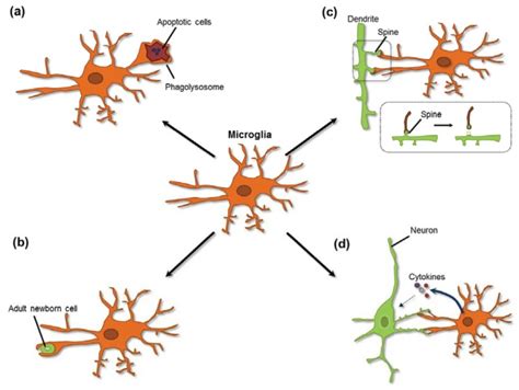 Schematic Diagram Indicating The Physiological Functions Of Microglia
