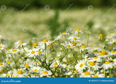 Camomile Stock Image Image Of Nature Leaf Head Plant 5652473