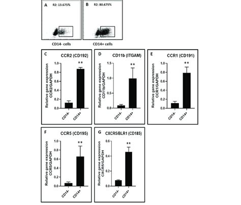 Flow Cytometry Analysis Of Sorted Cd14 Monocytes And Relative Gene