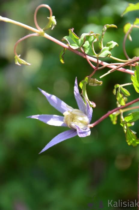 Clematis Cecile Powojnik