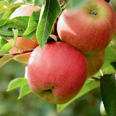 Appel Elstar Terrasbomen Biologische Fruitplanten