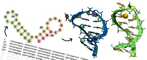 RNA Structure And Dynamics The One Two Punch In The Fight Against COVID NIST