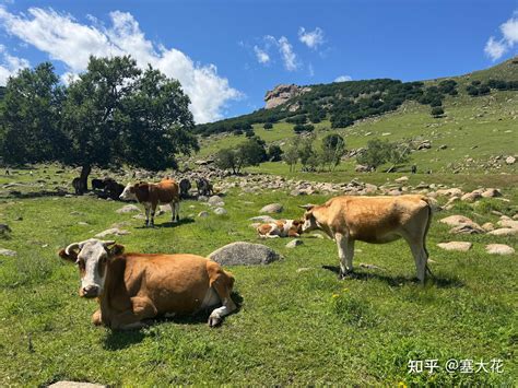 北京打工人周末赤峰草原自驾之旅：热阿线 达达线 大青山徒步全攻略 知乎