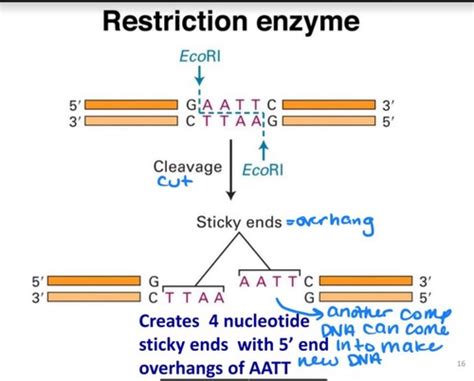 Bio 240 Lab Quiz 1 Flashcards Quizlet