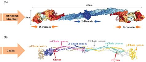 A The Structure Of The Human Fibrinogen Protein Obtained From Protein