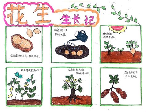 花生生长过程6张简笔画教程（流行14张） 简笔画图片大全