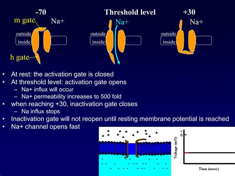 Nerve And Resting Membrane And Action Potentials Ppt
