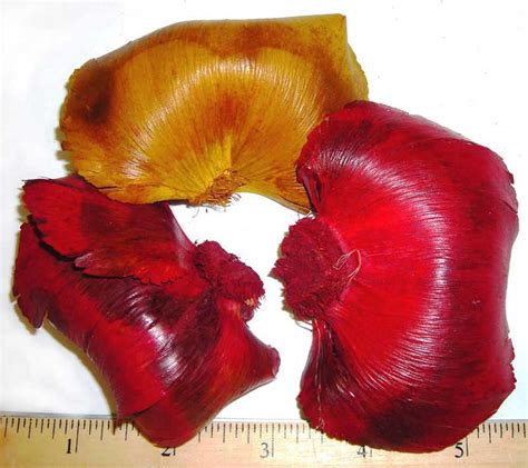 Borassus Flabellifer Dried Botanical Id