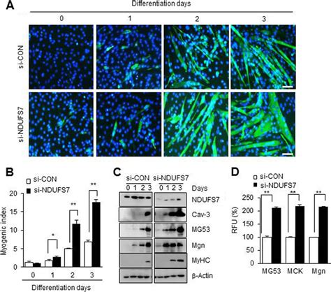 Ndufs7 Knockdown Enhances Skeletal Myogenesis Ac C2c12 Myoblasts