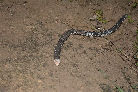 Speckled Worm Lizard Biodiversity Database Suriname
