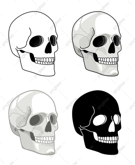 Human Heart Anatomy Vector Hd Png Images Simple Drawn Skull Human