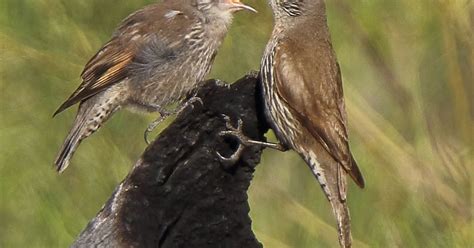 Richard Warings Birds Of Australia White Browed Treecreeper With Chick