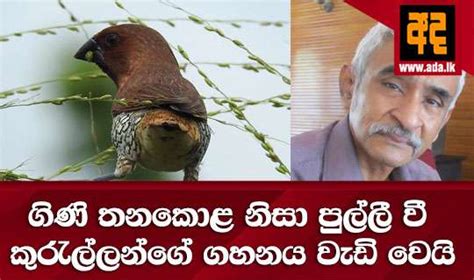ගිණි තනකොළ නිසා පුල්ලී වී කුරැල්ලන්ගේ ගහනය වැඩි වෙයි Ada Online
