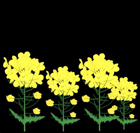 かわいい菜の花のイラスト いらすとマッピング