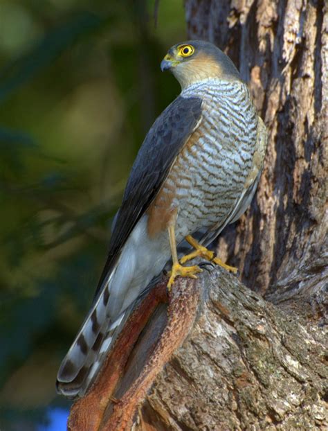 Sharp Shinned Hawk Nesting Habits