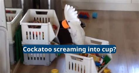 Cockatoo Screaming Into Cup Featherland Bird Cage