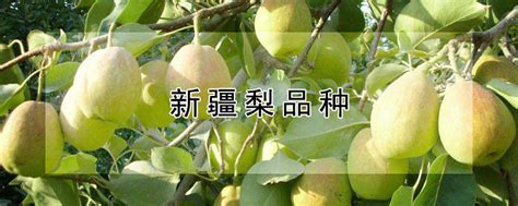 新疆梨品种 发财农业网