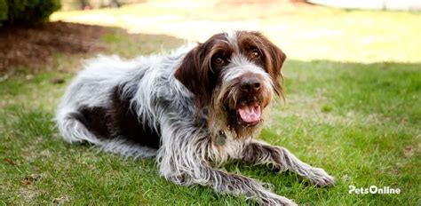 German Wirehaired Pointer Dog Breed Information Pets Online German Wirehaired Pointer Dog Breed Information Pets Online