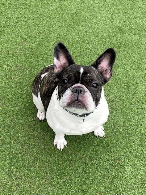 프렌치불독 로제 강아지 책임분양♥ 아이조아 유기방지입양 파양 강아지보호소 고양이보호소 무료분양센터