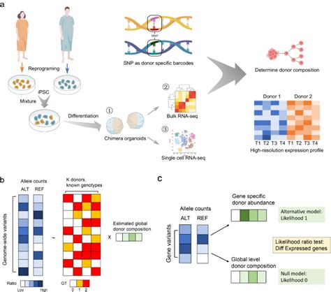多重批量和单细胞 RNA seq 杂交可利用嵌合类器官进行经济高效的疾病建模 Nature Communications X MOL