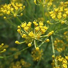Dill Wikipedia