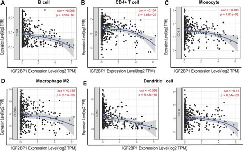 Rna Binding Protein Igf2bp1 Associated With Prognosis And Immunotherapy