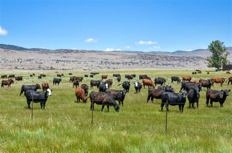 Enriched Ag Insights The Dynamic Grazing Management Tool Enriched Ag