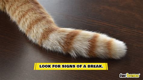Is Your Cats Tail Injured Look For These Telltale Signs Toe Beans