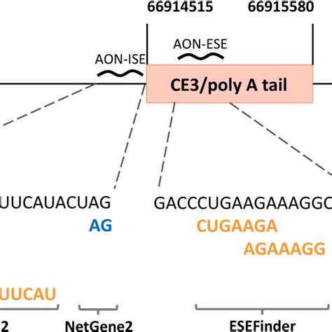 Effect Of Antisense Oligonucleotide Aon Intronic Splicing Enhancer Download Scientific
