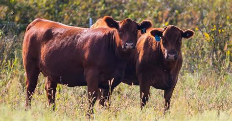 Check This List Before Pasture Turnout