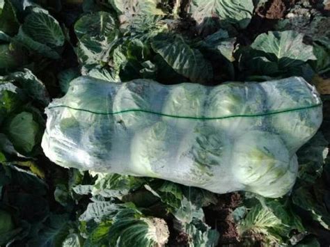 湖北嘉鱼万亩甘蓝大量上市，品种齐全甘蓝价格行情蔬菜商情网