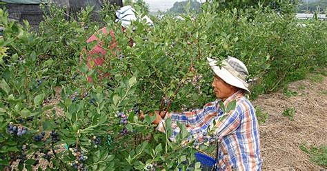 파주서 유기농 블루베리 수확 체험행사
