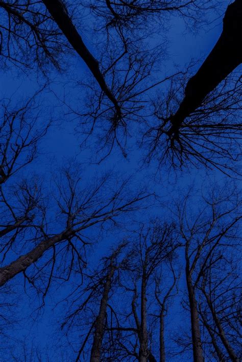 Blue Forest And Nature