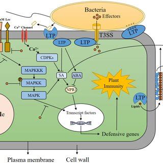 Lipid Transfer Protein LTP Roles In Plant And Bacteria Interactions Download Scientific