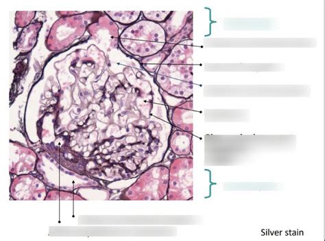 Histology Of The Glomerulus 1 Diagram Quizlet