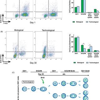 Cell Cycle Analysis Demonstrated That The Mechanical Differences Led To Download Scientific
