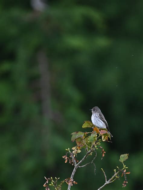 hiro2712の最近の野鳥撮影Ⅱ