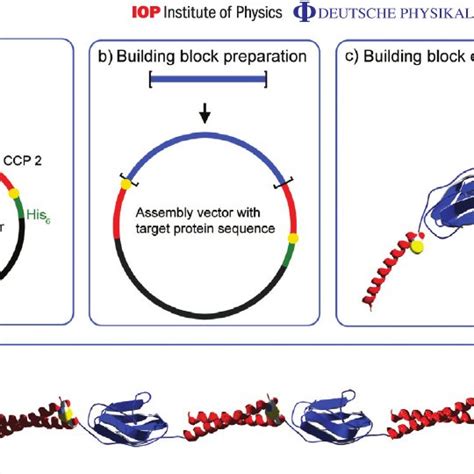 Pdf Programming Protein Self Assembly With Coiled Coils