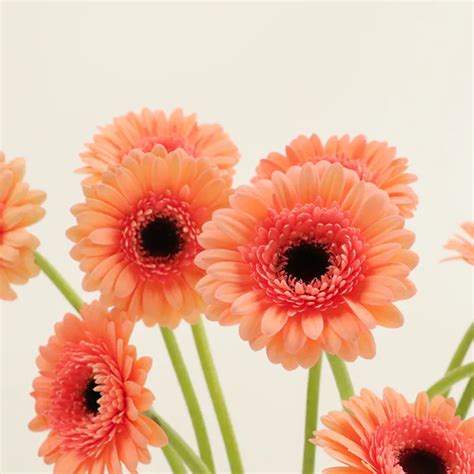 미니 거베라 꽃말과 특징 Gerbera Mini 꽃도감