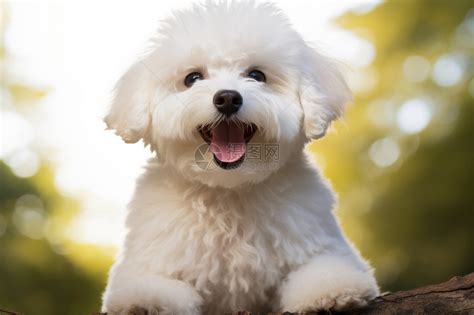 可爱的宠物狗高清图片下载 正版图片600379386 摄图网