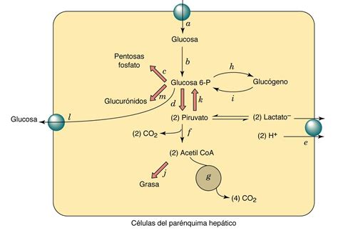Bioquímica Regulación De Glucólisis