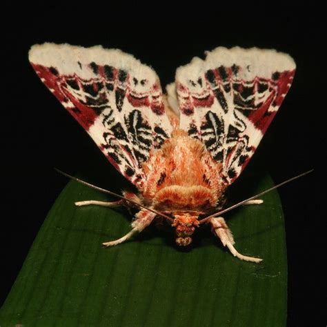 Lily Moth Moth Bugs And Insects Insects