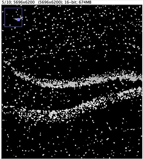 Performing 3d Nucleus Segmentation With Cellpose And Generating A