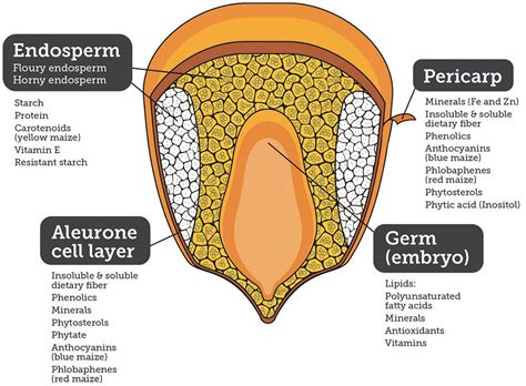 Types Of Maize Earthhome Evolution