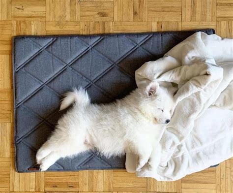 자 유머 움짤 이슈 에펨코리아