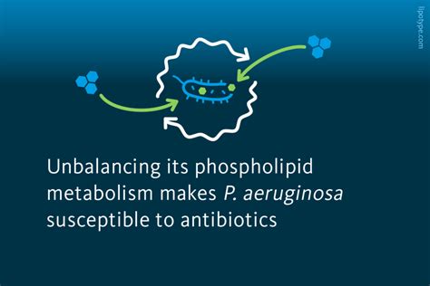 Multi Resistant Bacteria And Phospholipids Antibiotics Research And
