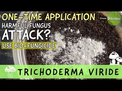 Trichoderma Bio Fungicide Outlet Store Th