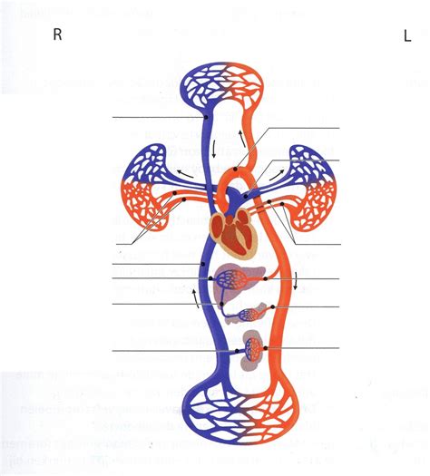 Bloedsomloop Biologie Diagram Quizlet