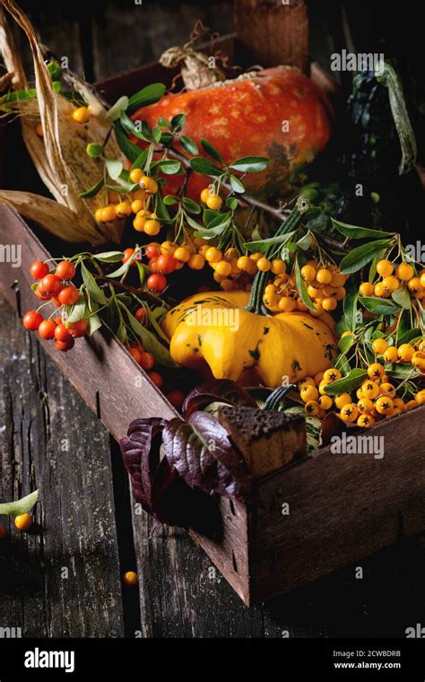 Assortiment De Différents Décoratifs Et Comestibles Les Citrouilles Et Les Baies Dautomne Dans
